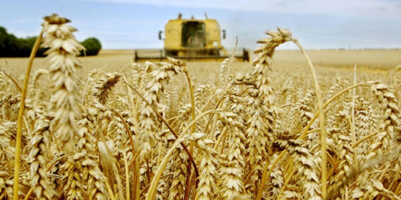 Morocco’s cereals production down 70% in 2022, fresh produce exports up ...