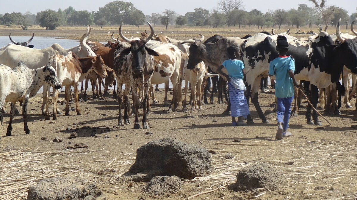 Clash between herders, farmers in Chad leaves 17 dead – The North Africa Post