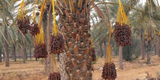 Agriculture: Morocco’s annual dates output to reach 300,000 tons by ...