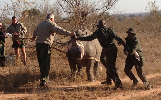 S.Africa: World’s largest rhino farm to go on sale – The North Africa Post