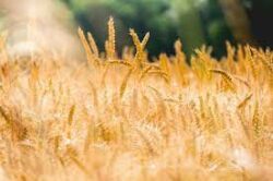 New cereal varieties – The North Africa Post