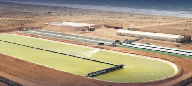 Two UK companies to build mega-algae production plant in Morocco – The ...