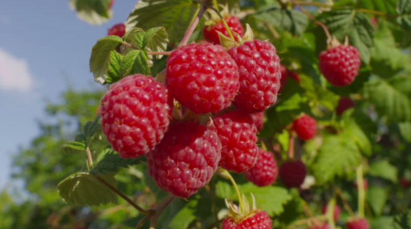 Morocco, 3rd World Exporter of Fresh Raspberries – The North Africa Post