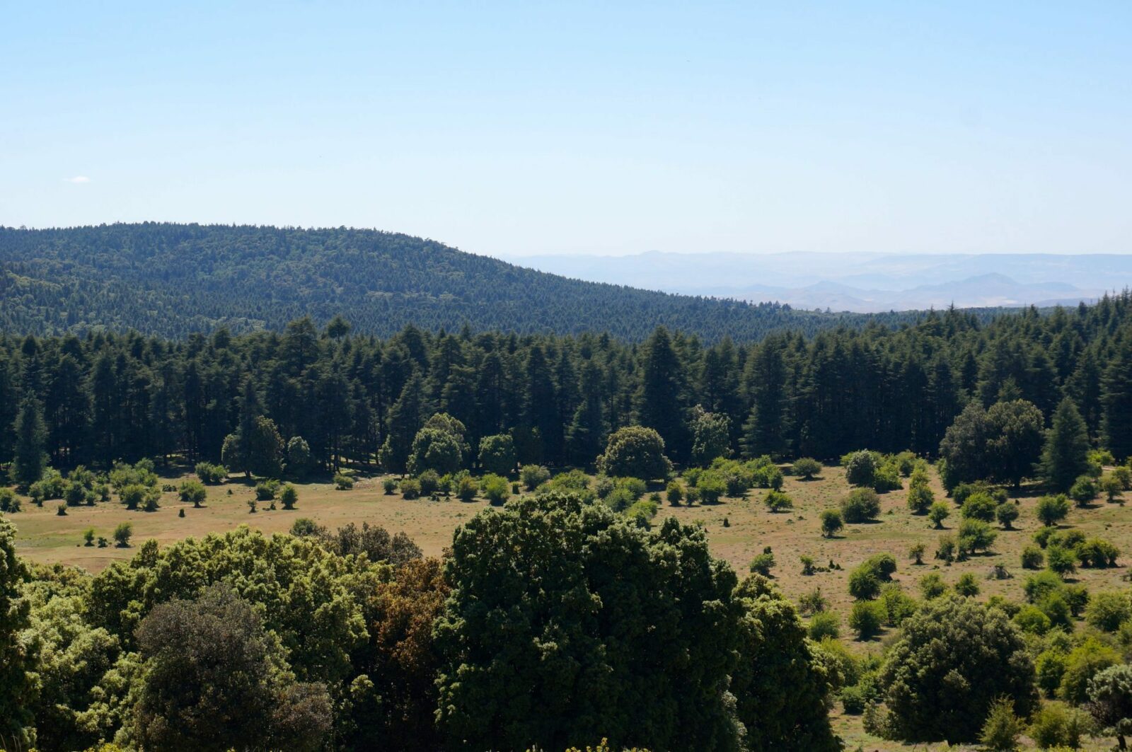 Morocco loses 17,000 hectares of forests annually- report – The North ...