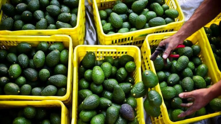 FAO Report: Morocco, Africa’s Top Avocado Exporter in 2025 – The North ...