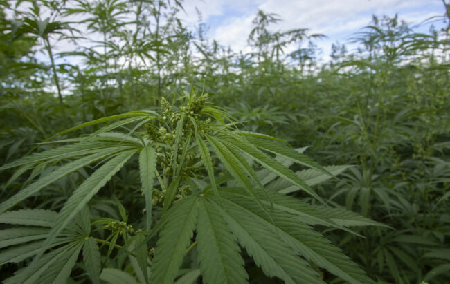 Morocco expands legal cannabis cultivated area eightfold – The North ...