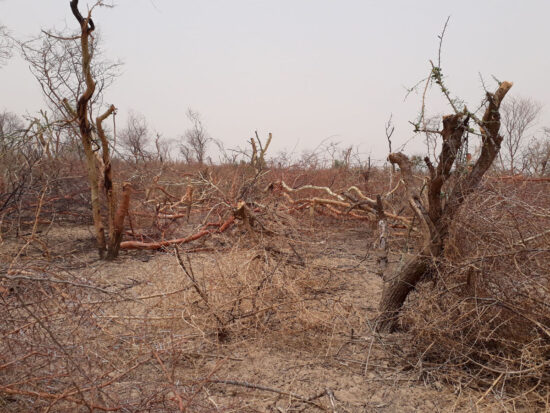 Mali: Environmental crisis deepens as survival needs clash with ...